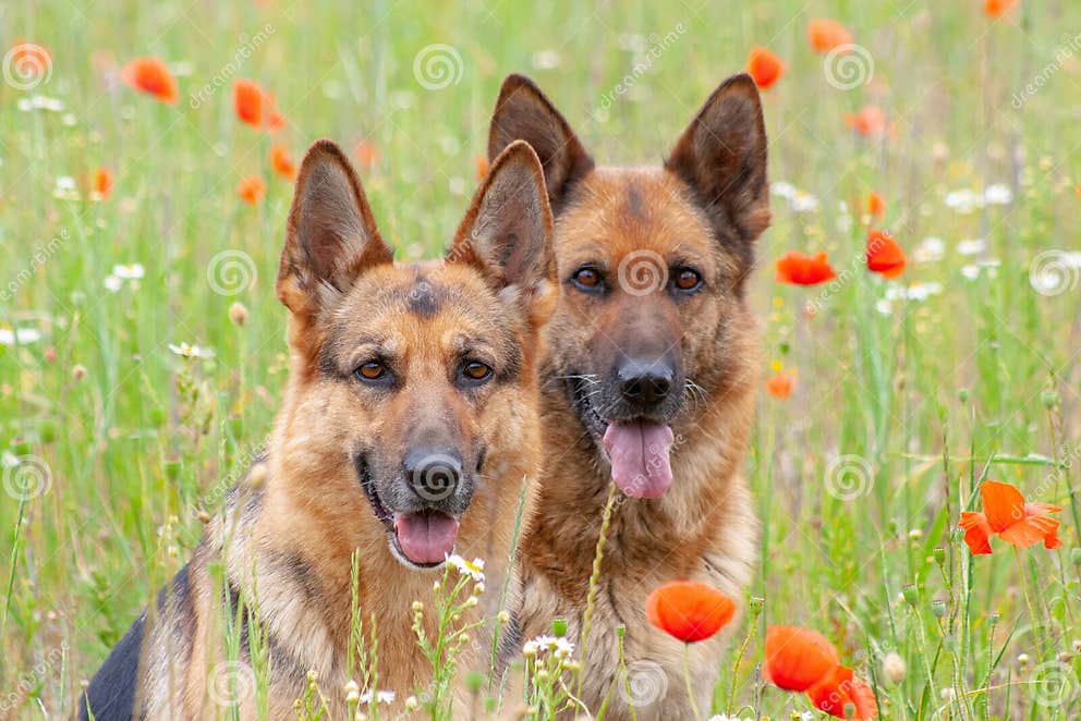 Two German shepherds stock photo. Image of shepherd - 142994324