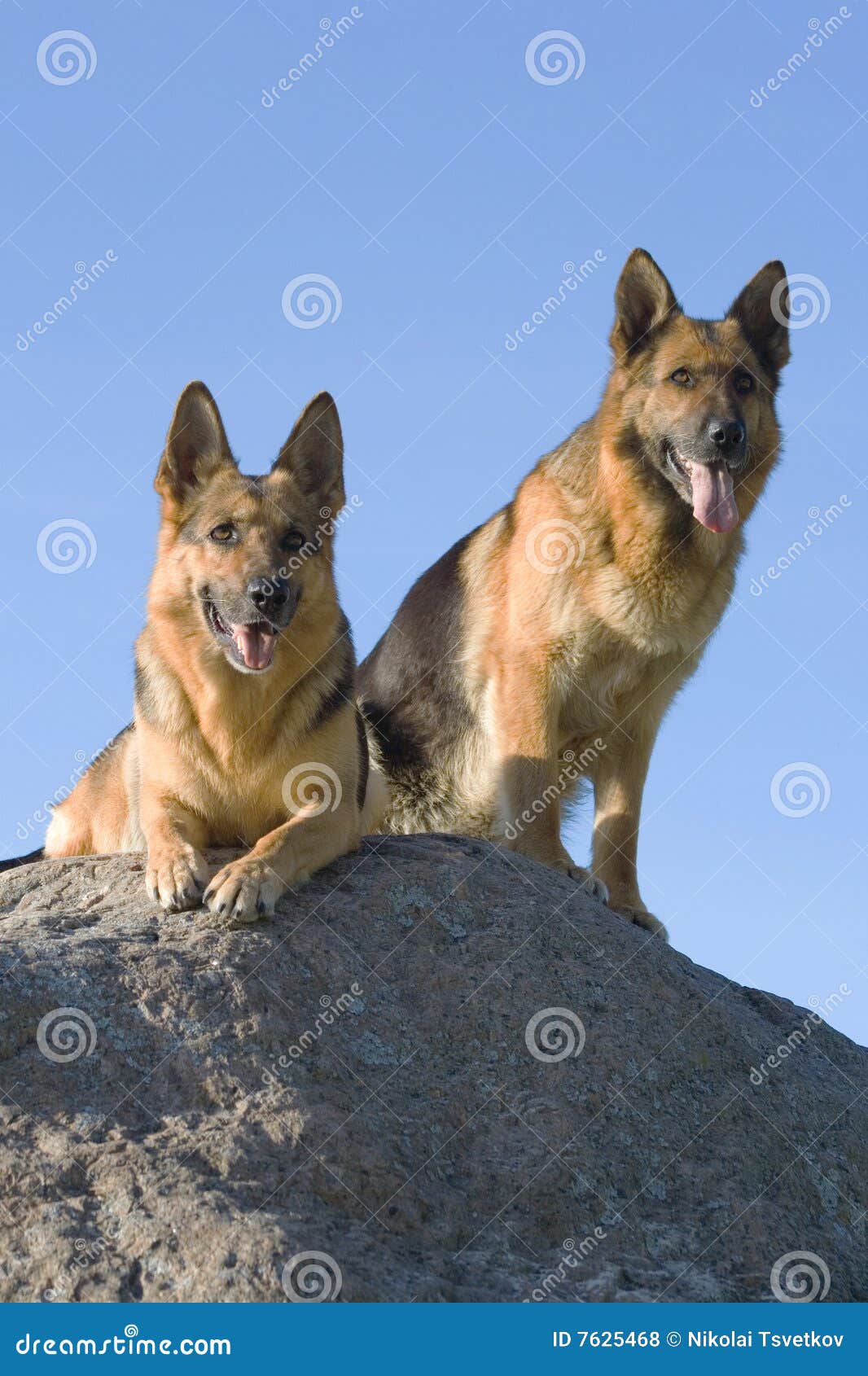 Two Germany shepherds stock photo. Image of brown, effort - 7625468