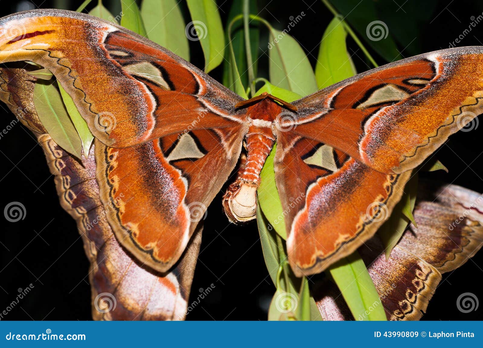 Two Giant Atlas Moth Breeding Stock Photos - Free & Royalty-Free Stock ...