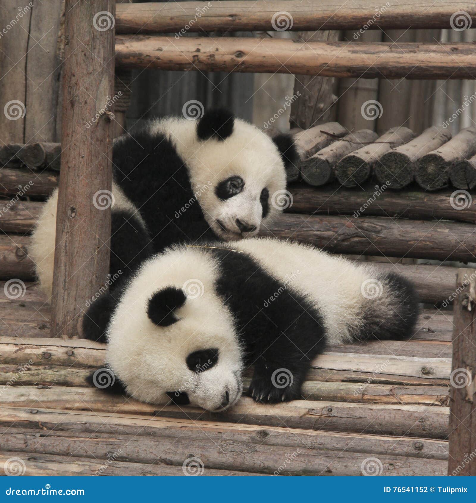 Two Giant Panda Cubs Playing Stock Photo - Image of black, natural ...