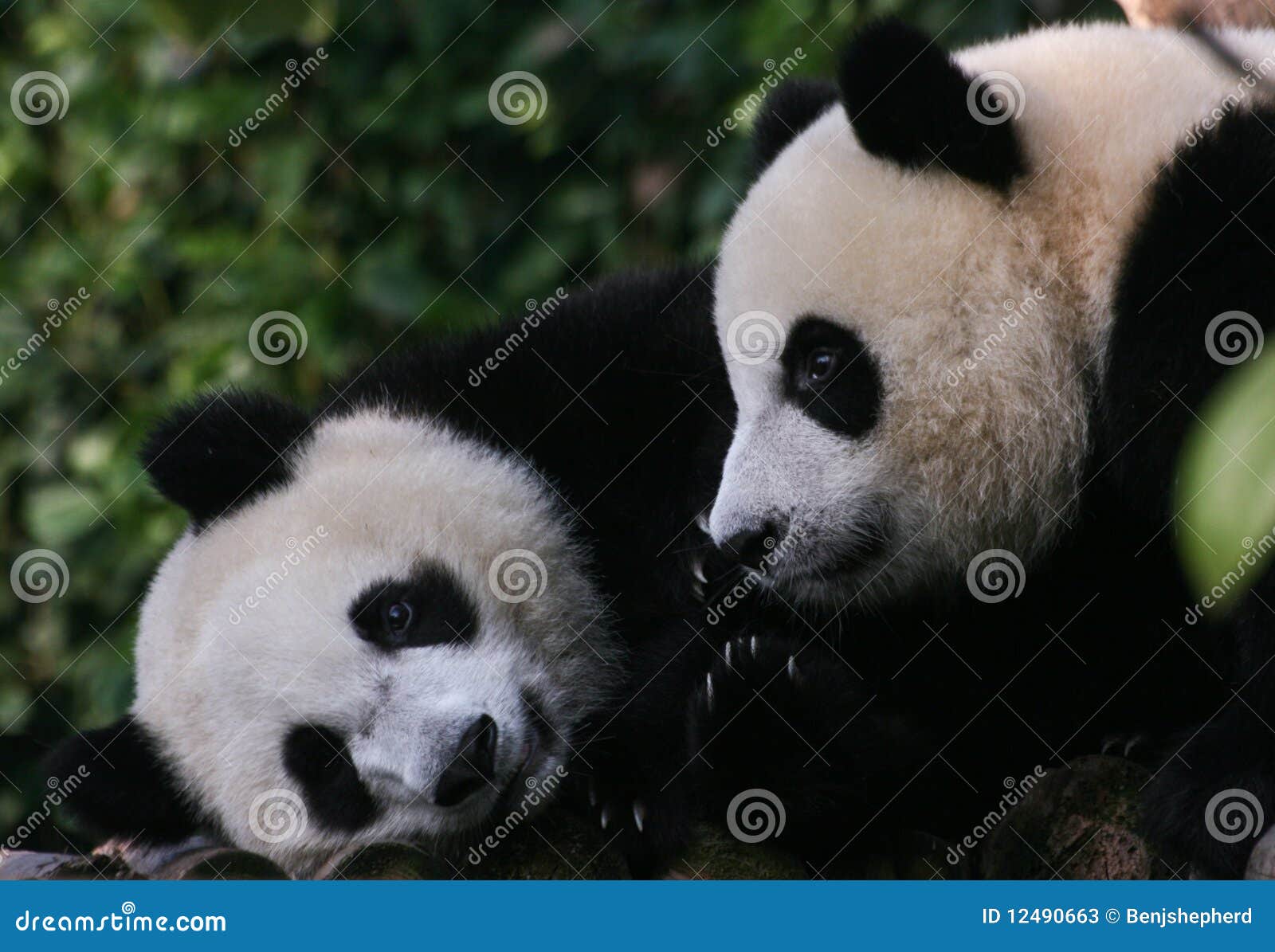 Two Giant Pandas Close Together Stock Image - Image of green, friends ...