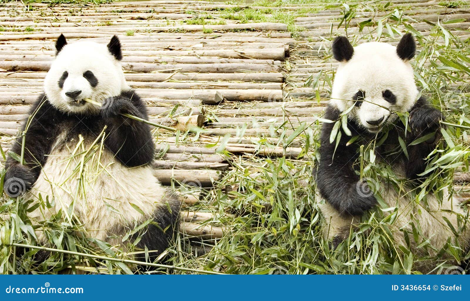 Two giant pandas feeding stock photo. Image of nature - 3436654