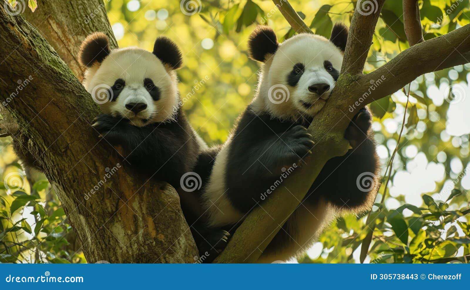 Two giant pandas in a tree stock image. Image of china - 305738443