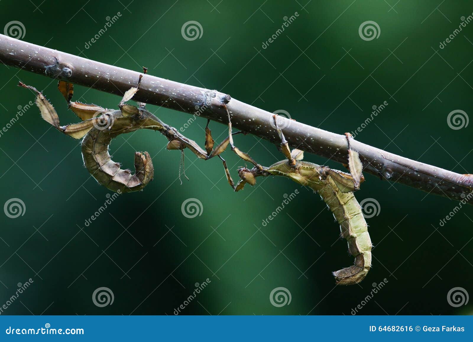 Two Giant Prickly Stick Insect on the Branch Stock Photo - Image of ...