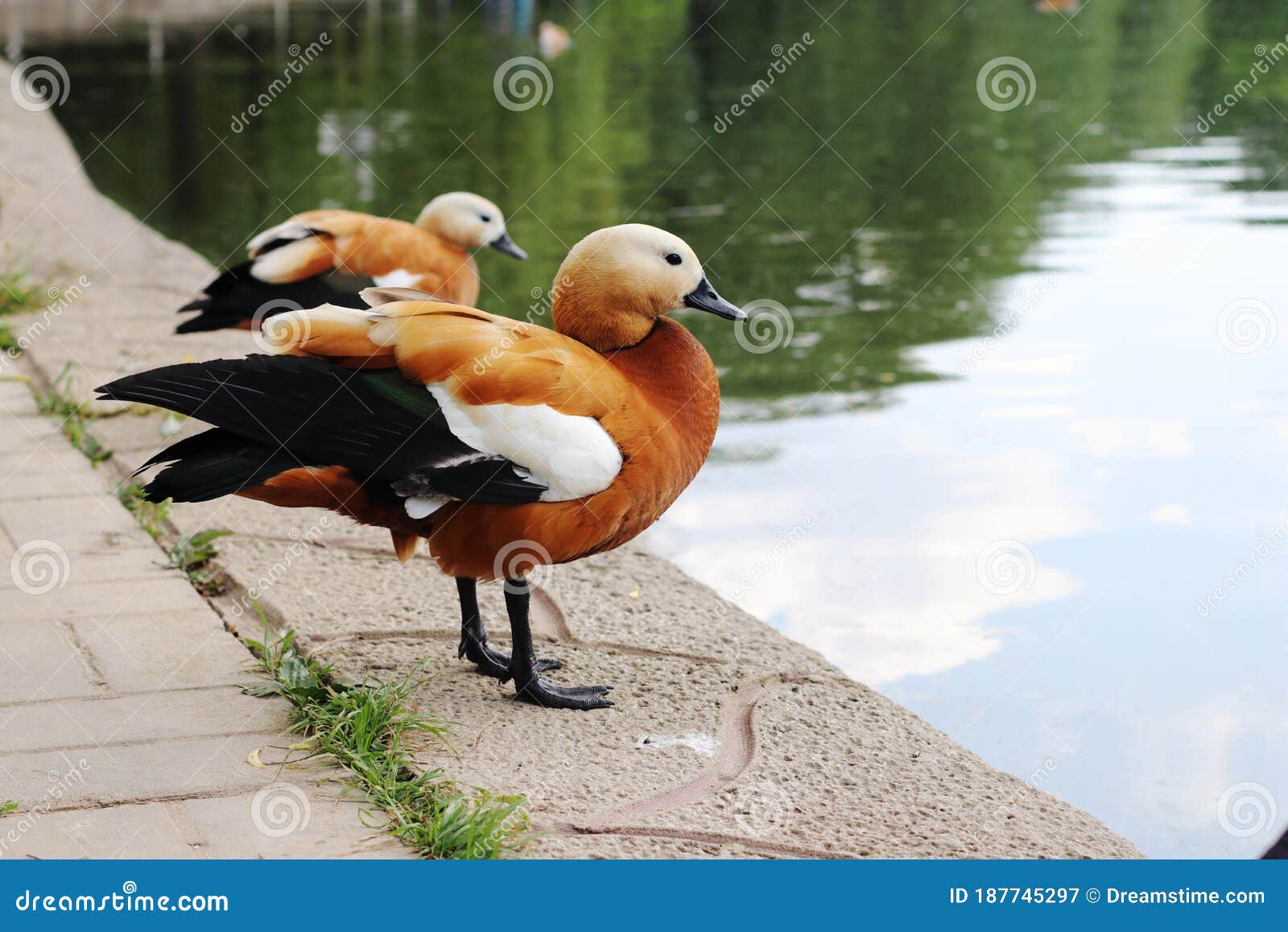 Two Giant Red Ducks in the Park Stock Image - Image of white, summer ...