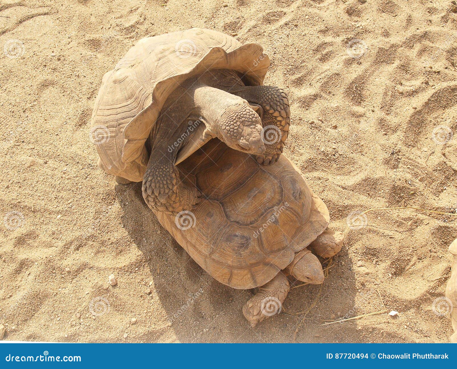 Two Giant Turtle Breeding on the Sand Stock Photo - Image of animal ...