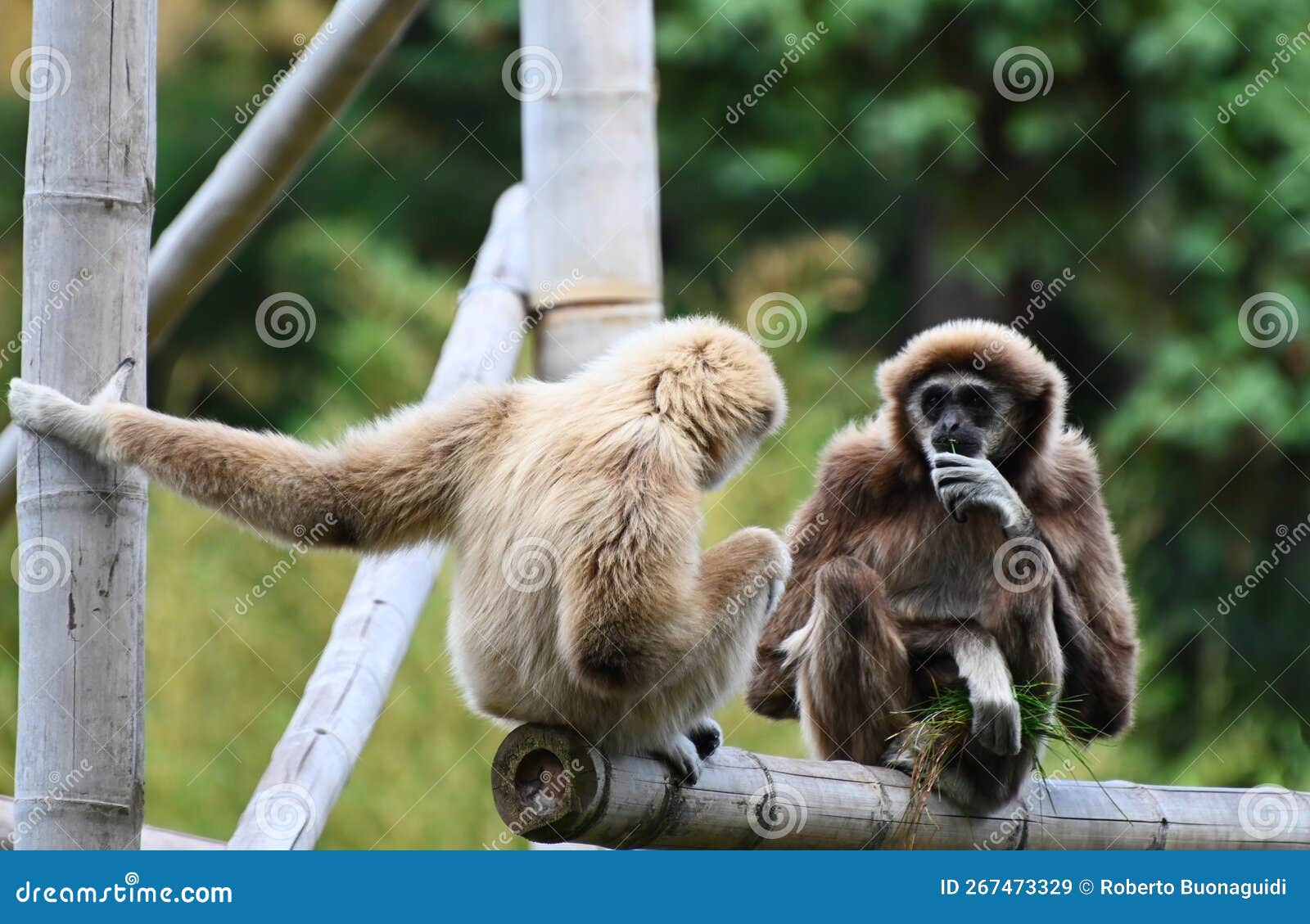 Two Gibbons Eating on a Bamboo`s Structure Stock Image - Image of ...