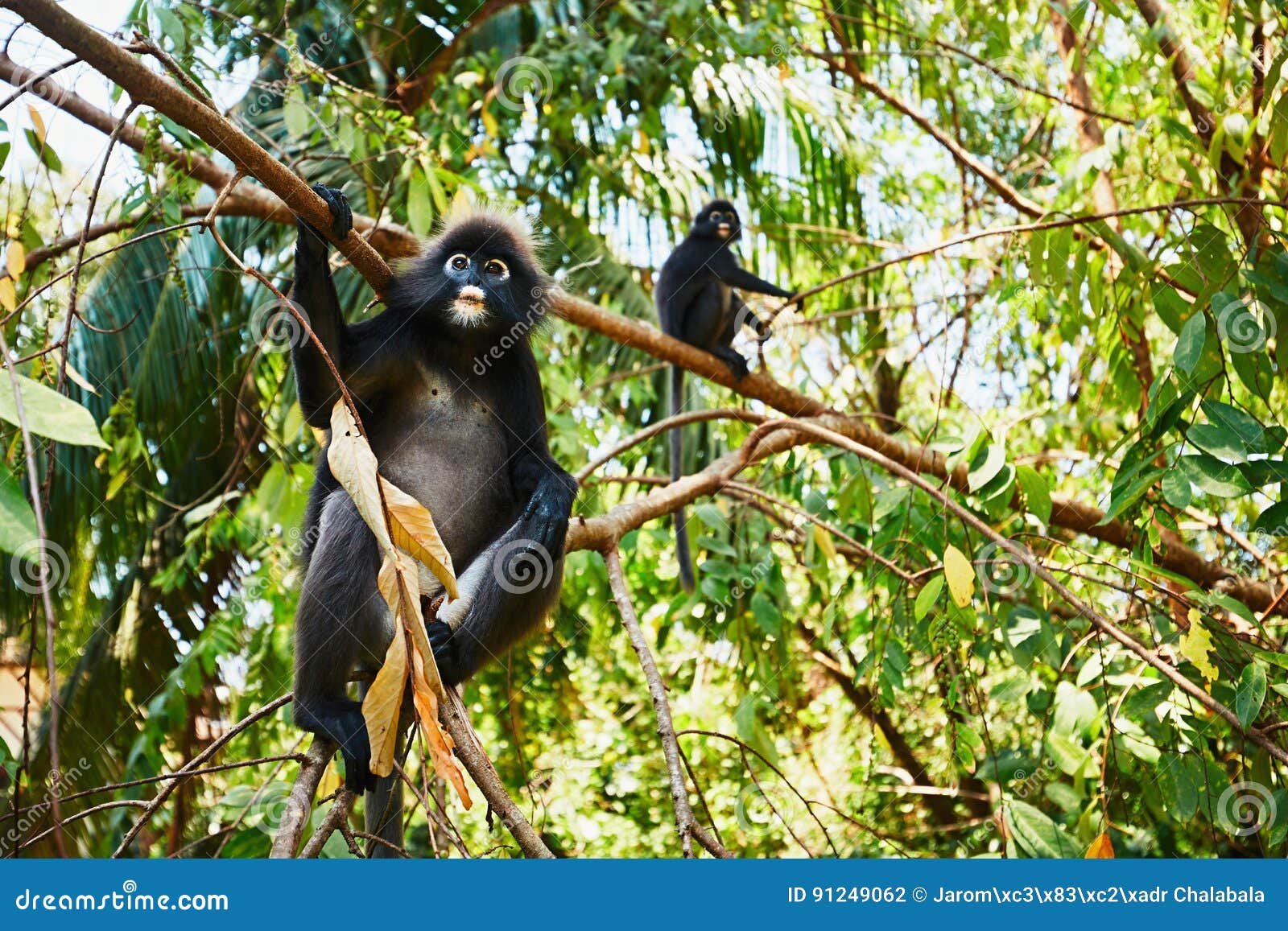 Two gibbons in jungle stock photo. Image of lush, fauna - 91249062