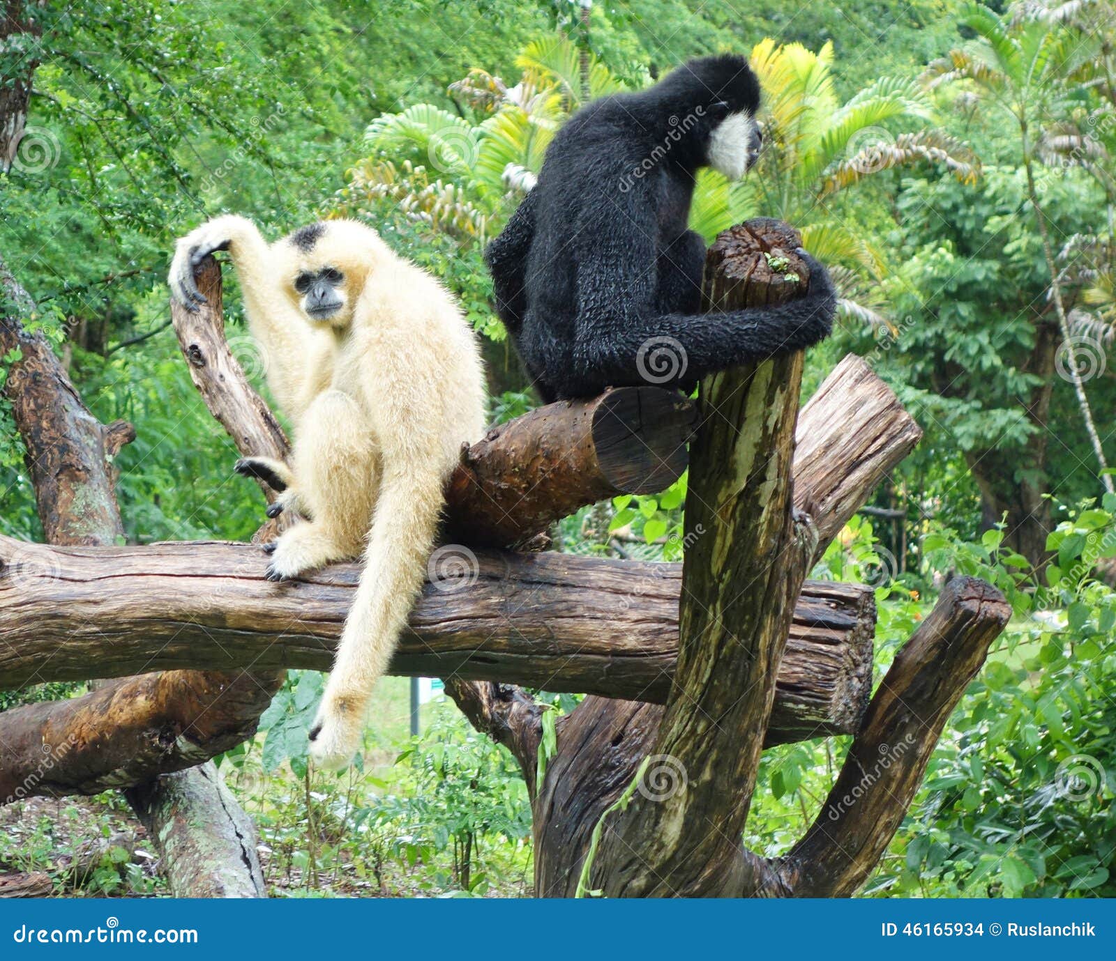 Two gibbons stock photo. Image of wildlife, brown, monkey - 46165934