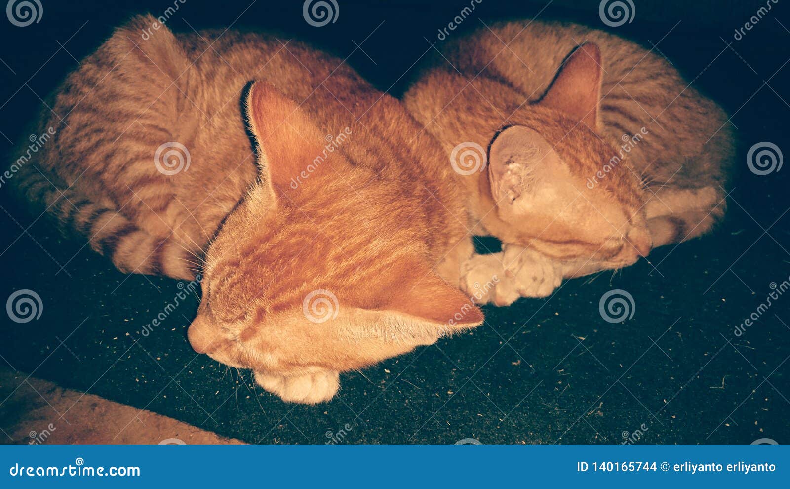 Two Ginger Cats Sleeping in Adorable Pose Stock Photo - Image of pose ...