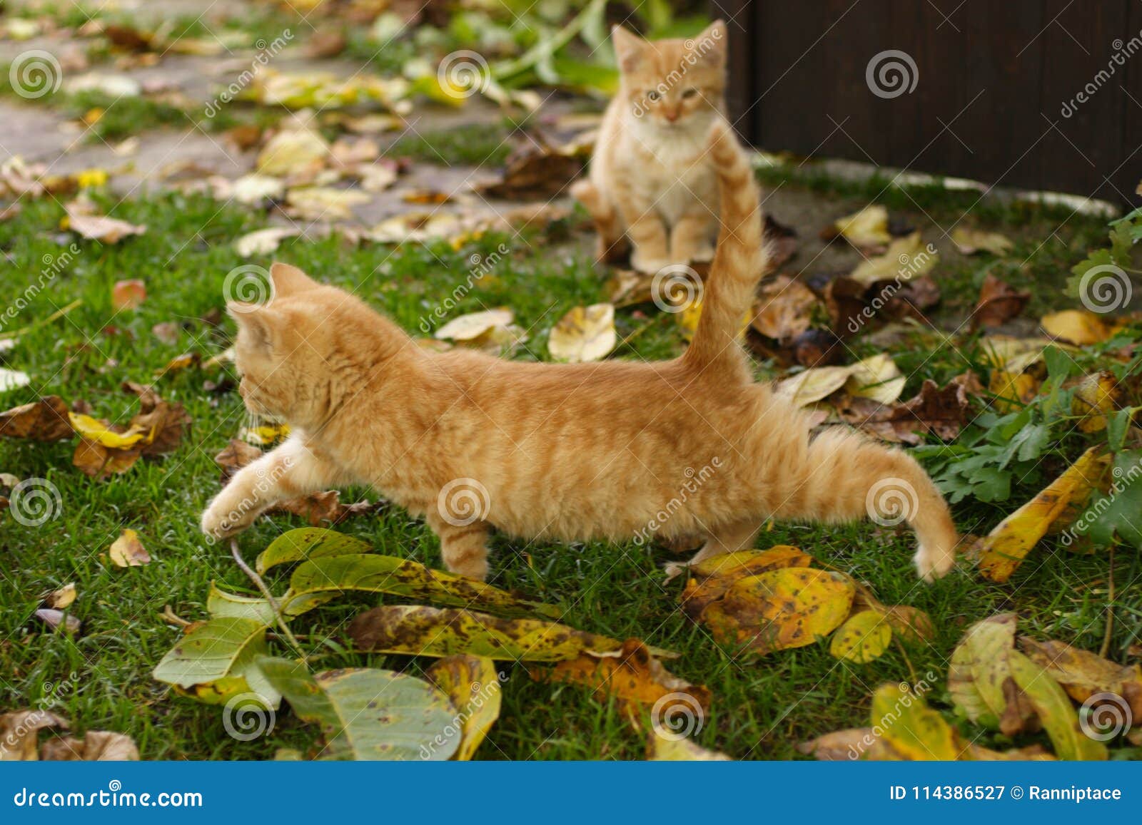 Two Ginger Domestic Cats in a Garden Stock Image - Image of green, ears ...