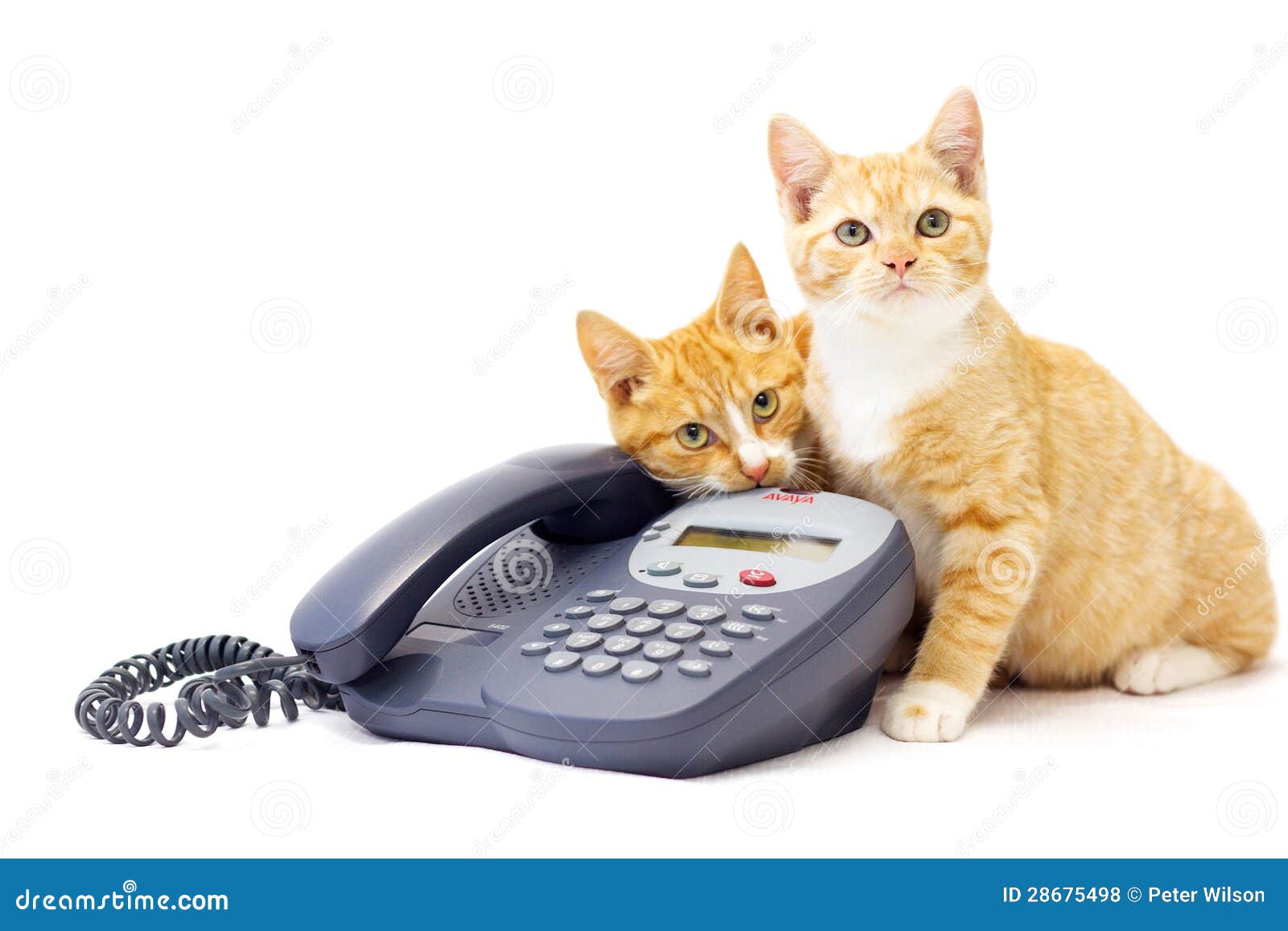 Two Ginger Kittens Lying on a Phone Stock Photo - Image of eats, phone ...