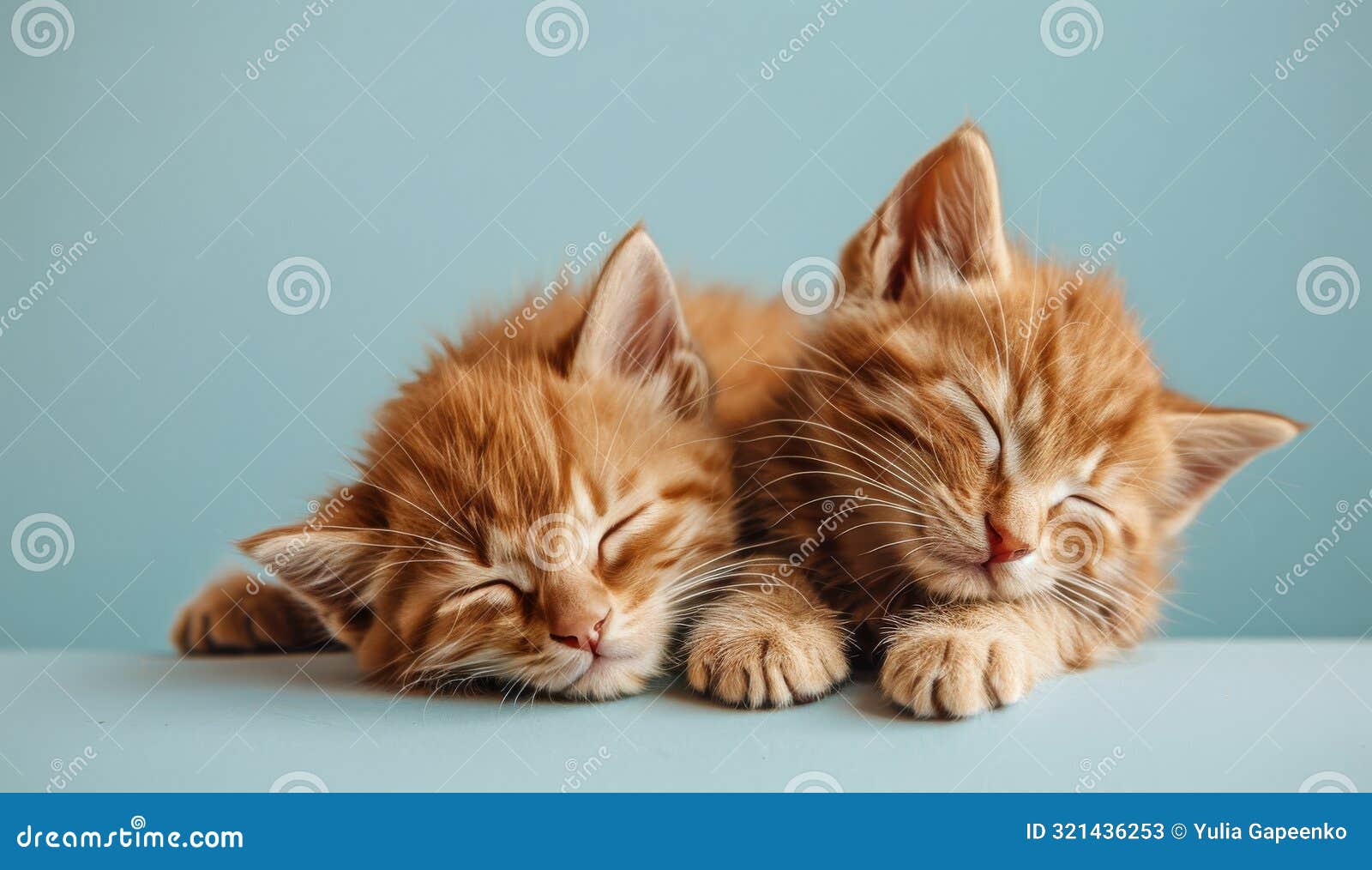 Two Ginger Kittens Napping Together on a Blue Surface Stock Image ...