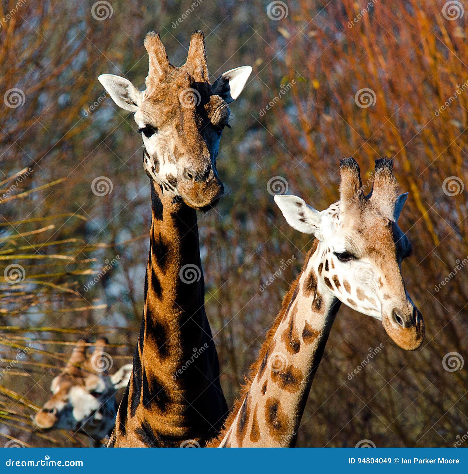 Two Giraff`s Giraffa stock image. Image of game, giraffes - 94804049