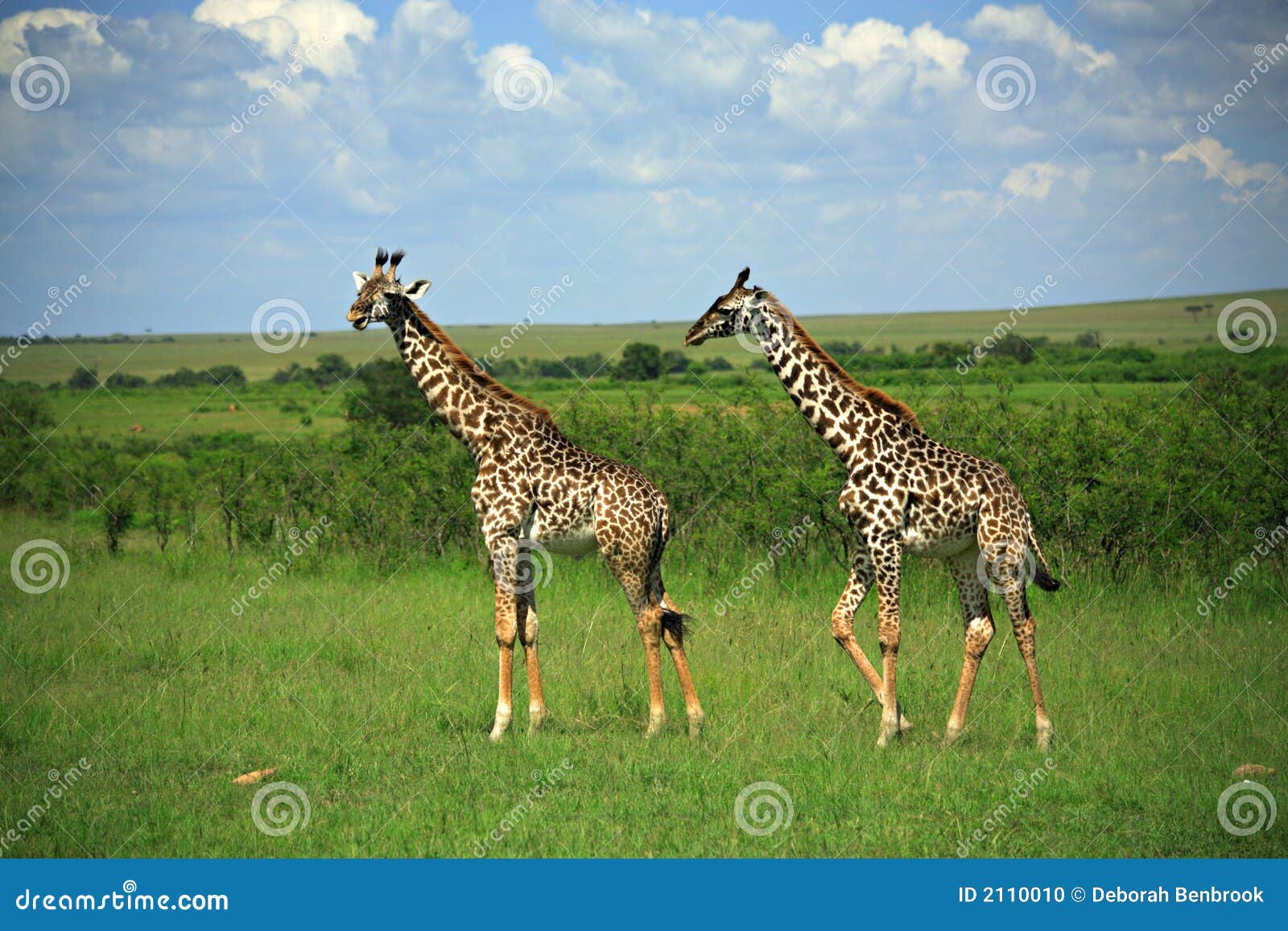 Two giraffe stock photo. Image of reserve, mouth, africa - 2110010