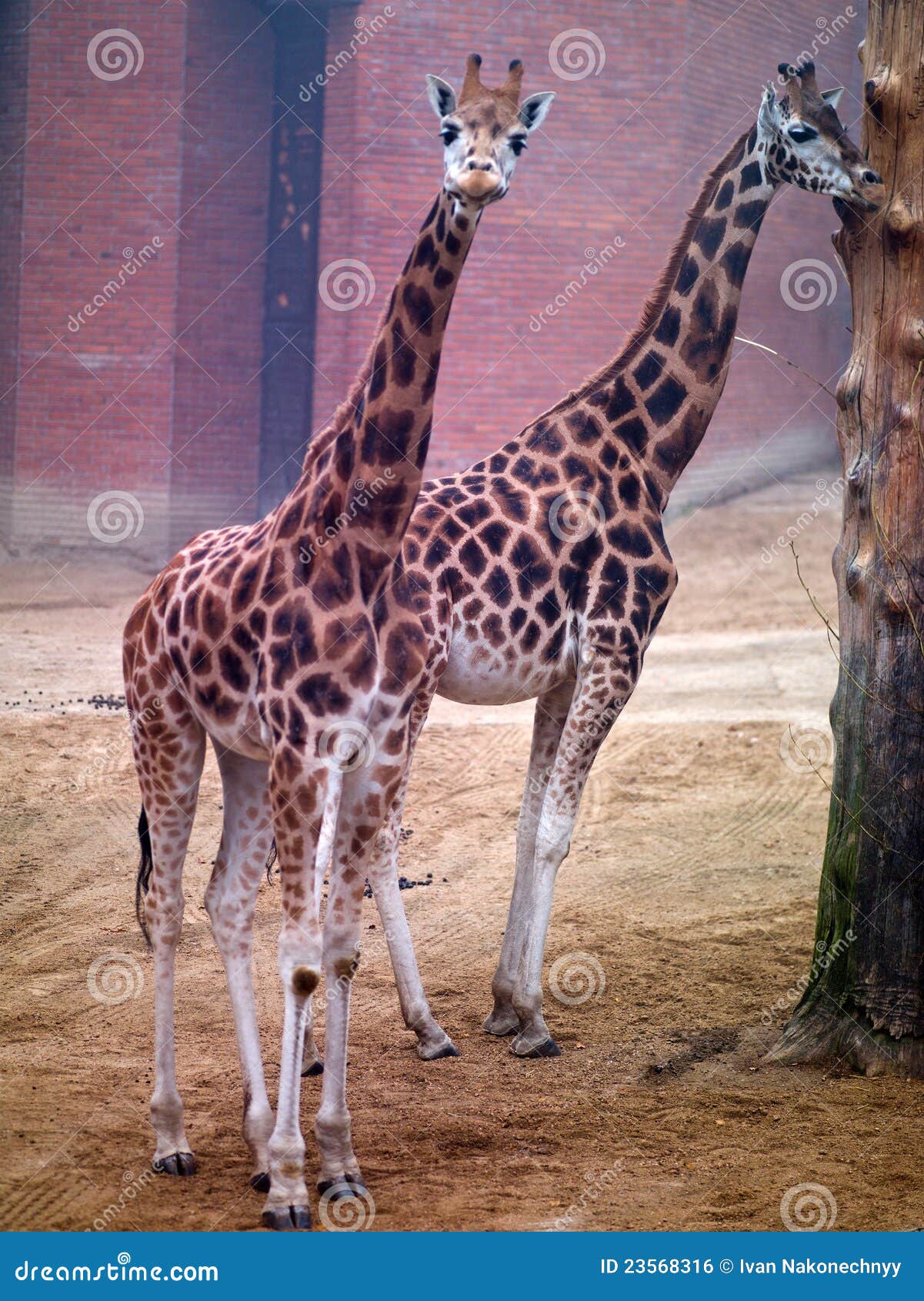 Two giraffe stock photo. Image of nature, giraffe, spots - 23568316