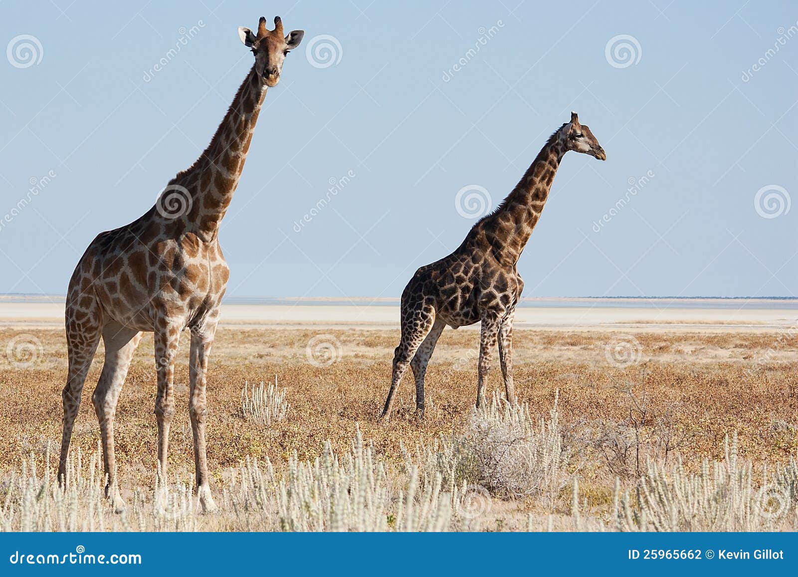 Two Giraffe stock photo. Image of legs, park, tall, desert - 25965662