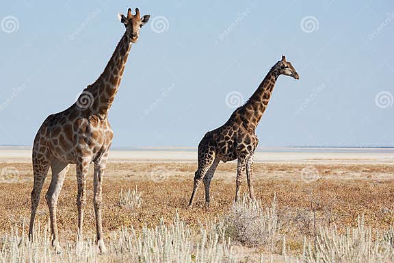 Two Giraffe stock photo. Image of legs, park, tall, desert - 25965662