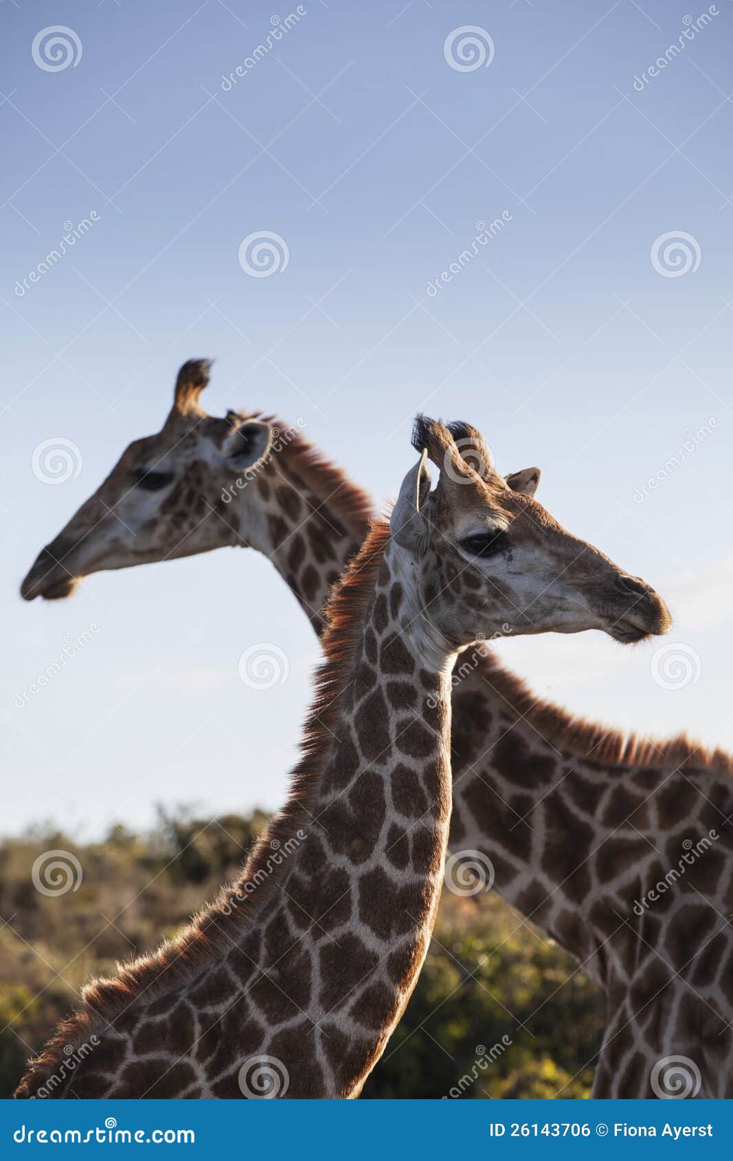 Two giraffe stock photo. Image of wildlife, giraffe, tourism - 26143706
