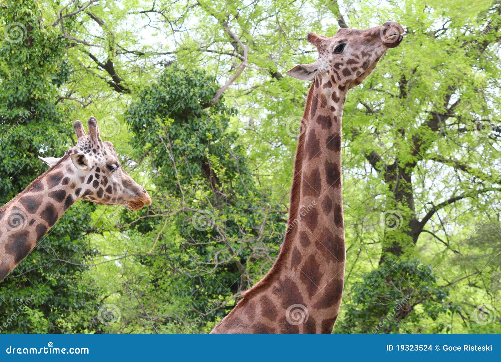 Two giraffe in forest stock photo. Image of animal, closeup - 19323524