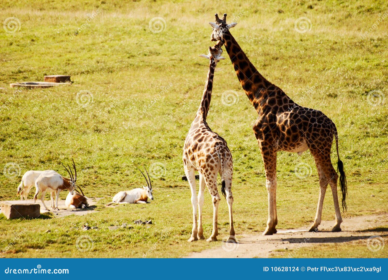 Two giraffe friends stock photo. Image of love, animal - 10628124