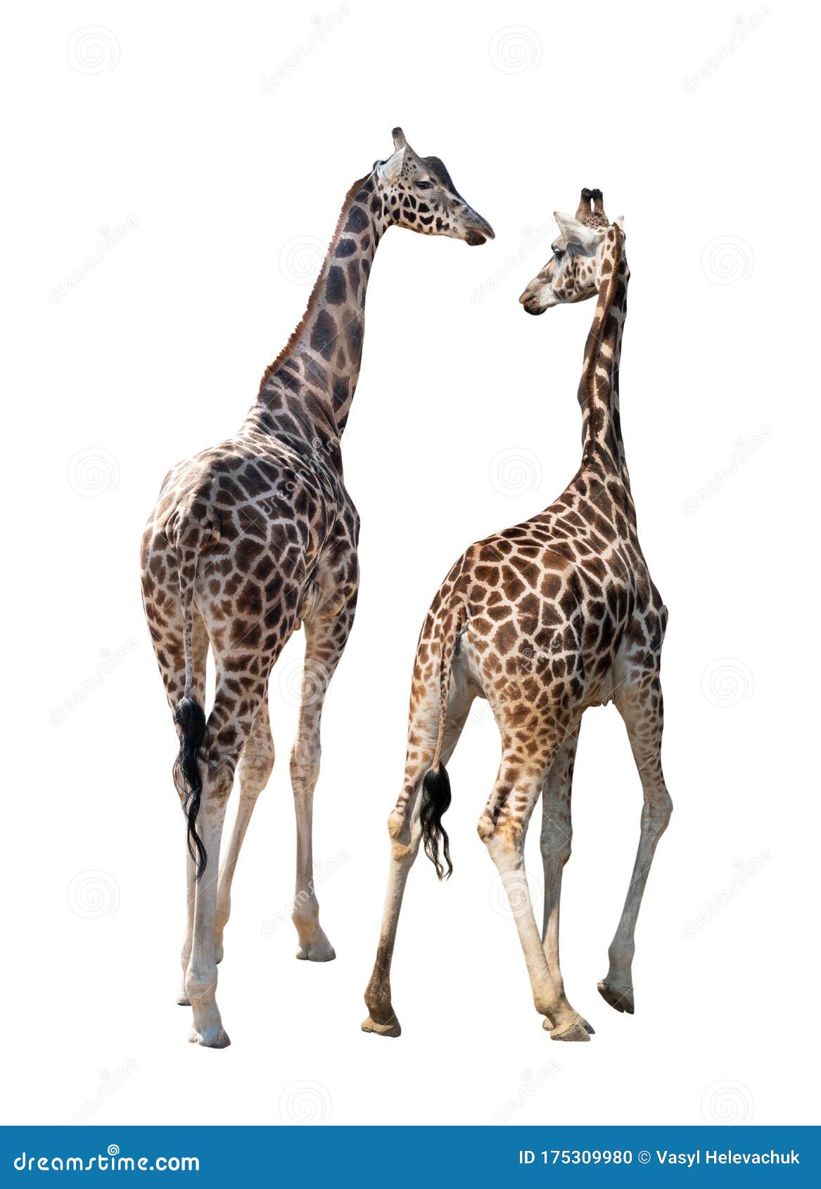 Two Giraffe Isolated on a White Stock Photo - Image of white, safari ...