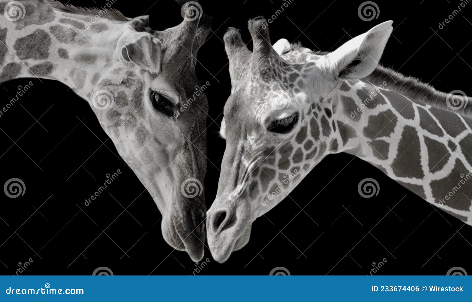 Two Giraffe Love in the Black Background Stock Photo - Image of ...