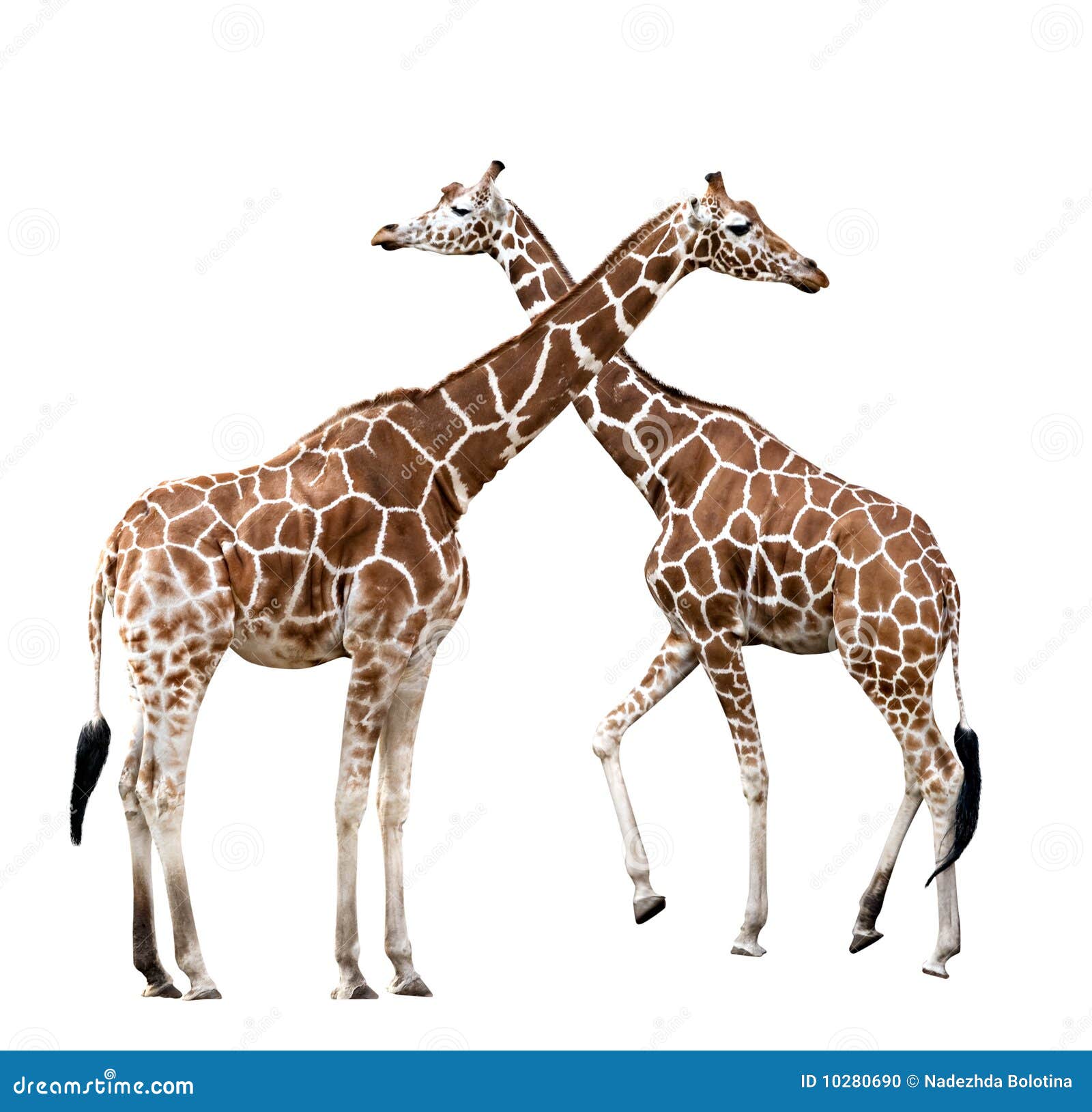 Two giraffes stock photo. Image of isolated, south, animal - 10280690