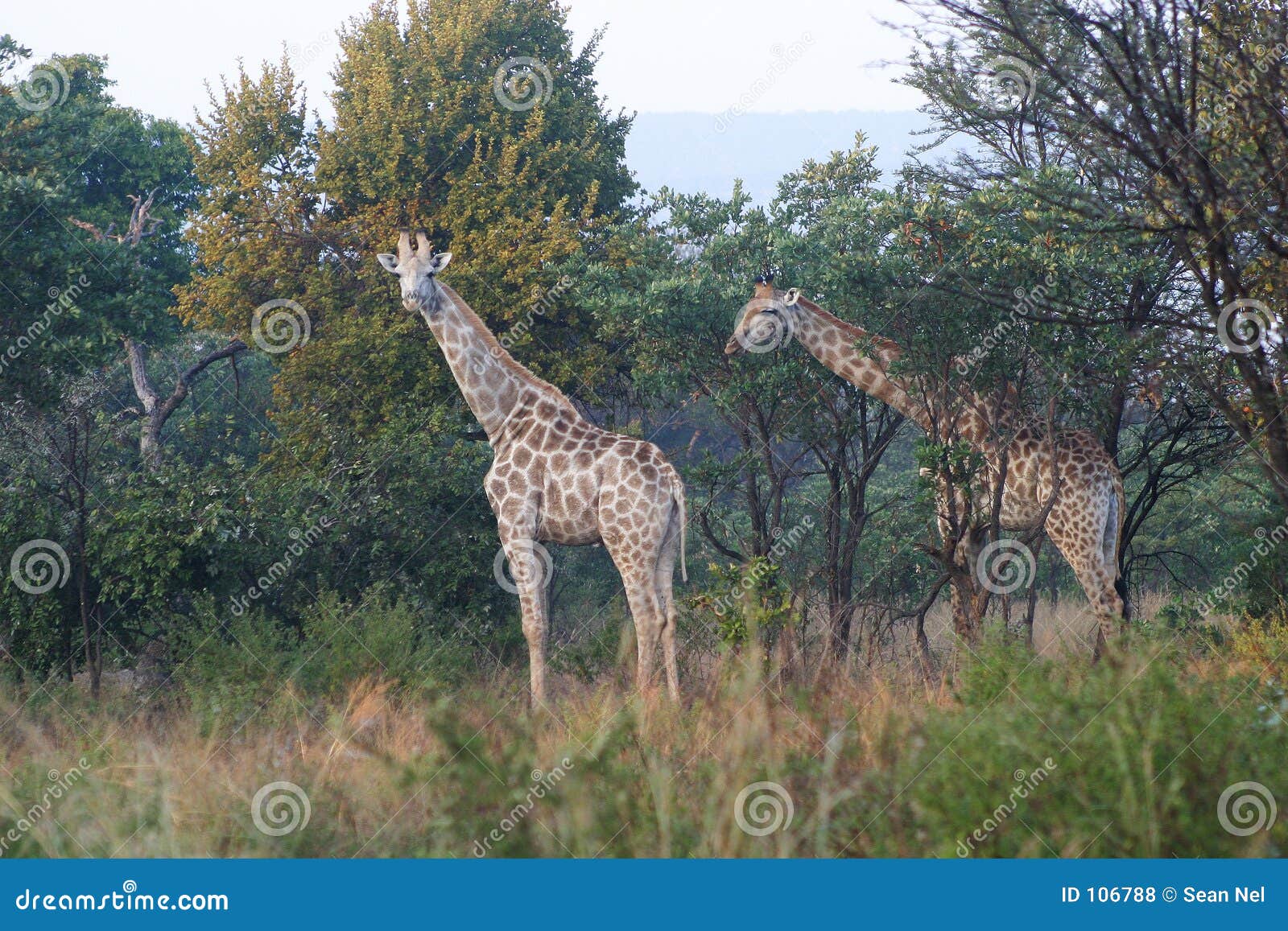 Two giraffes stock photo. Image of hunt, watching, excursion - 106788
