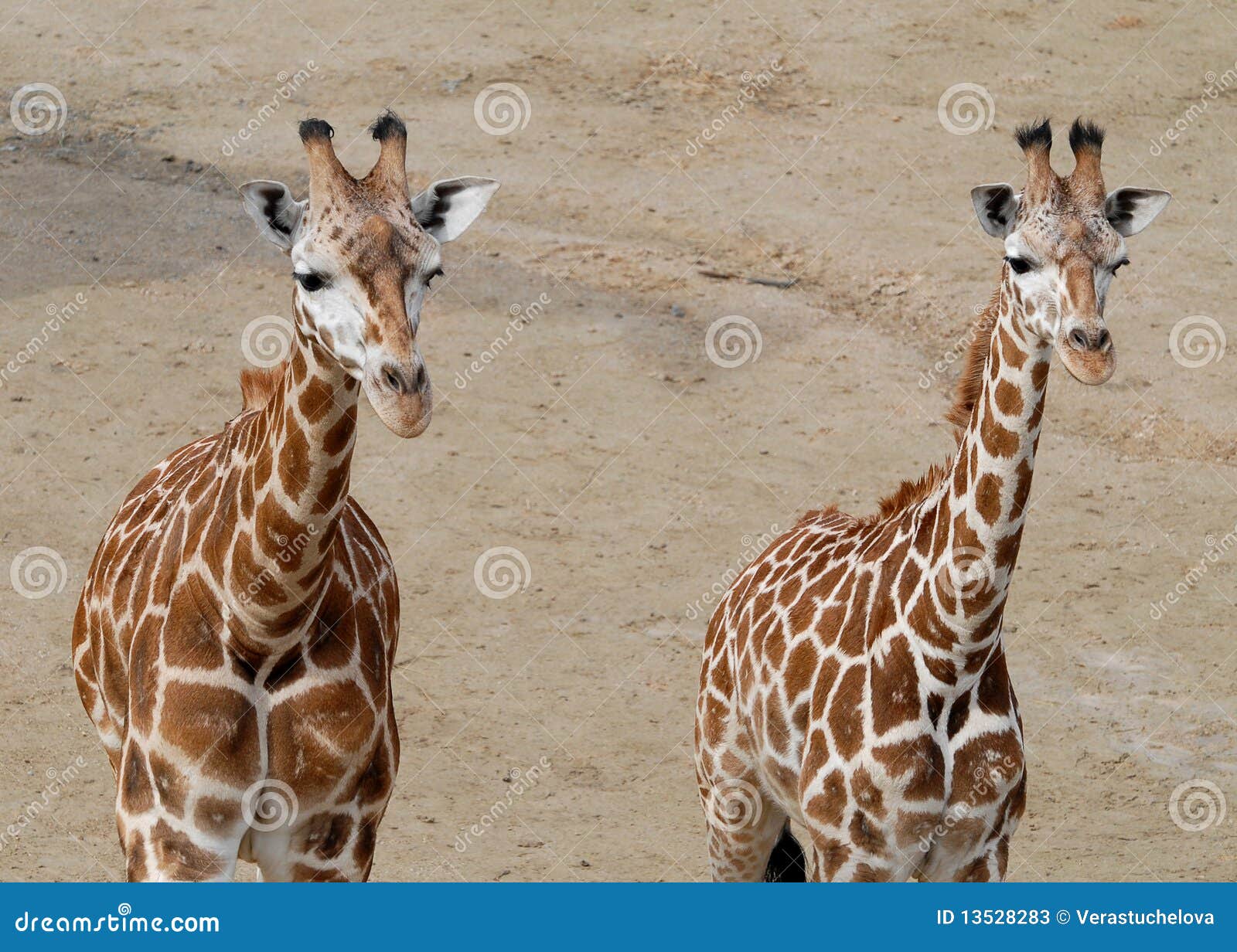 Two giraffes stock image. Image of closeup, three, giraffe - 13528283