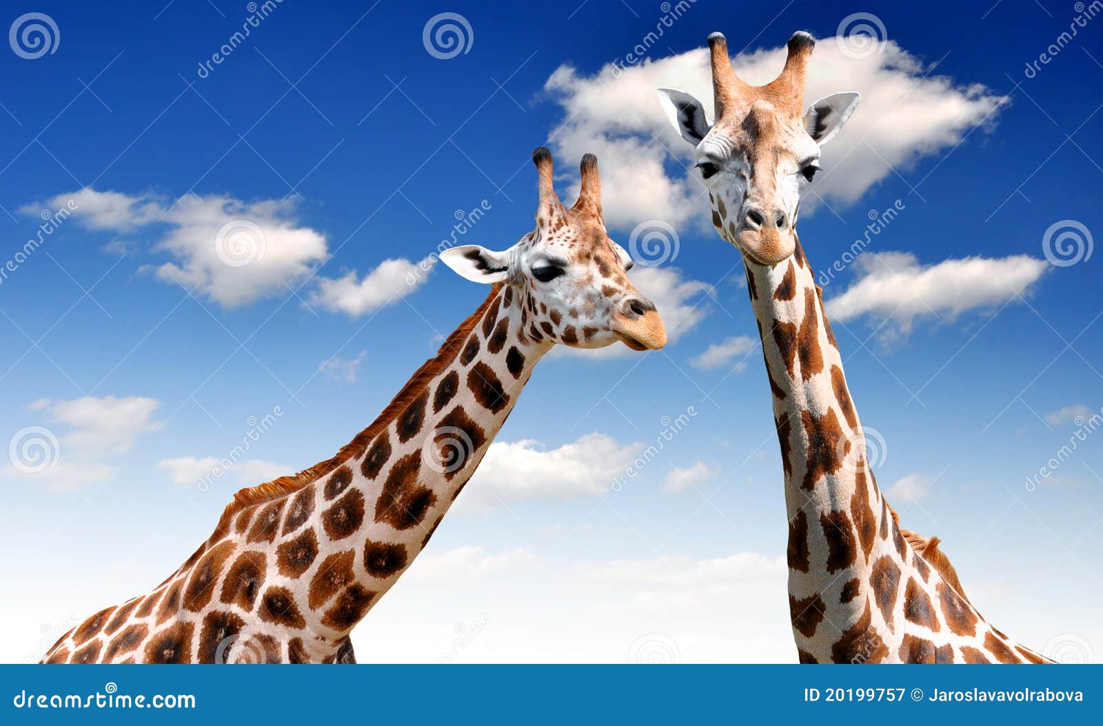 Two giraffes stock image. Image of girafe, mammal, face - 20199757