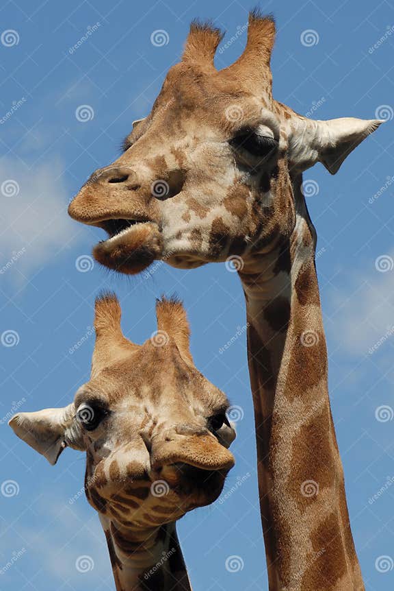 Two giraffes stock image. Image of wildlife, animals, brown - 2025783