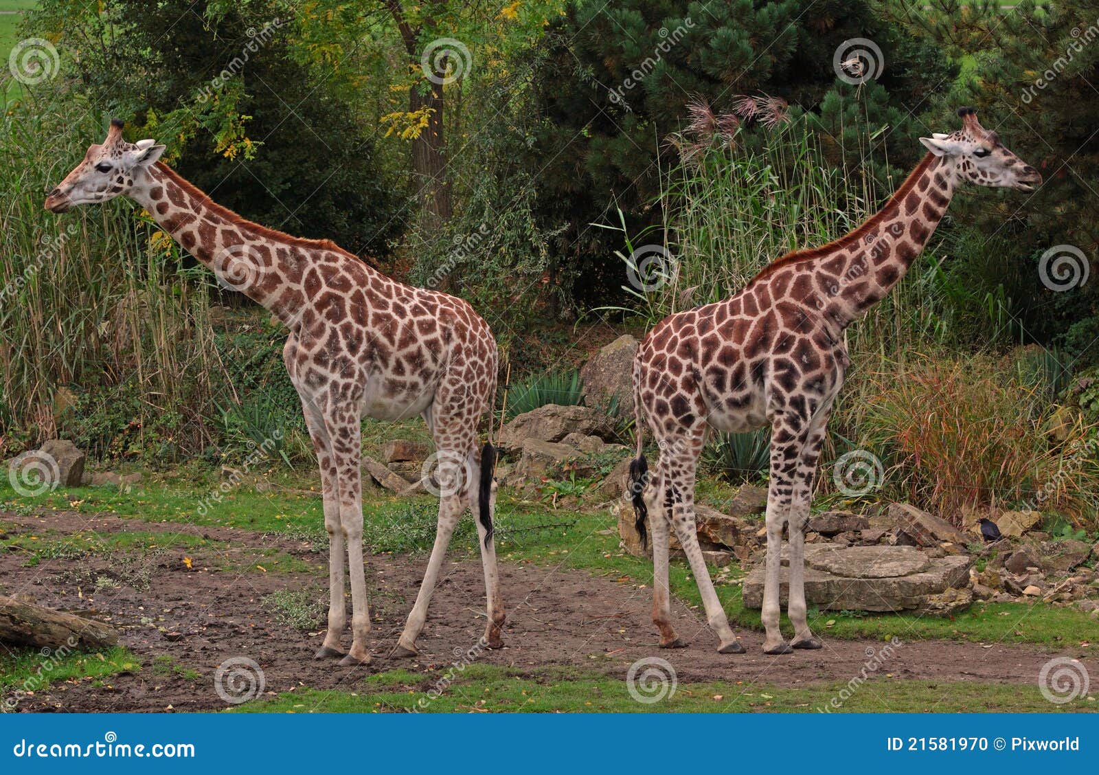Two giraffes stock photo. Image of holiday, hunt, mara - 21581970