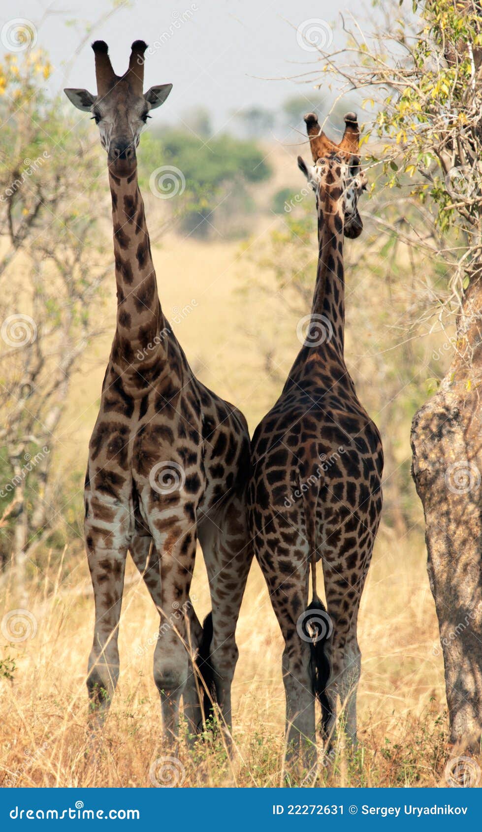 Two giraffes. stock image. Image of mammal, habitat, couple - 22272631