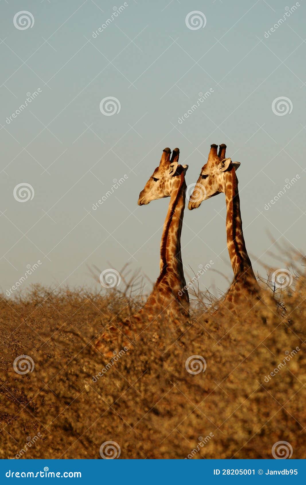 Two giraffes stock image. Image of giraffidae, large - 28205001