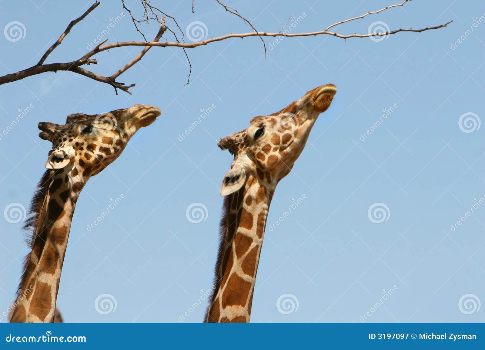 Two Giraffes stock image. Image of safari, giraffes, length - 3197097