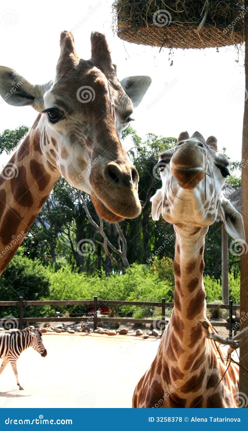 Two giraffes stock photo. Image of australia, portrait - 3258378