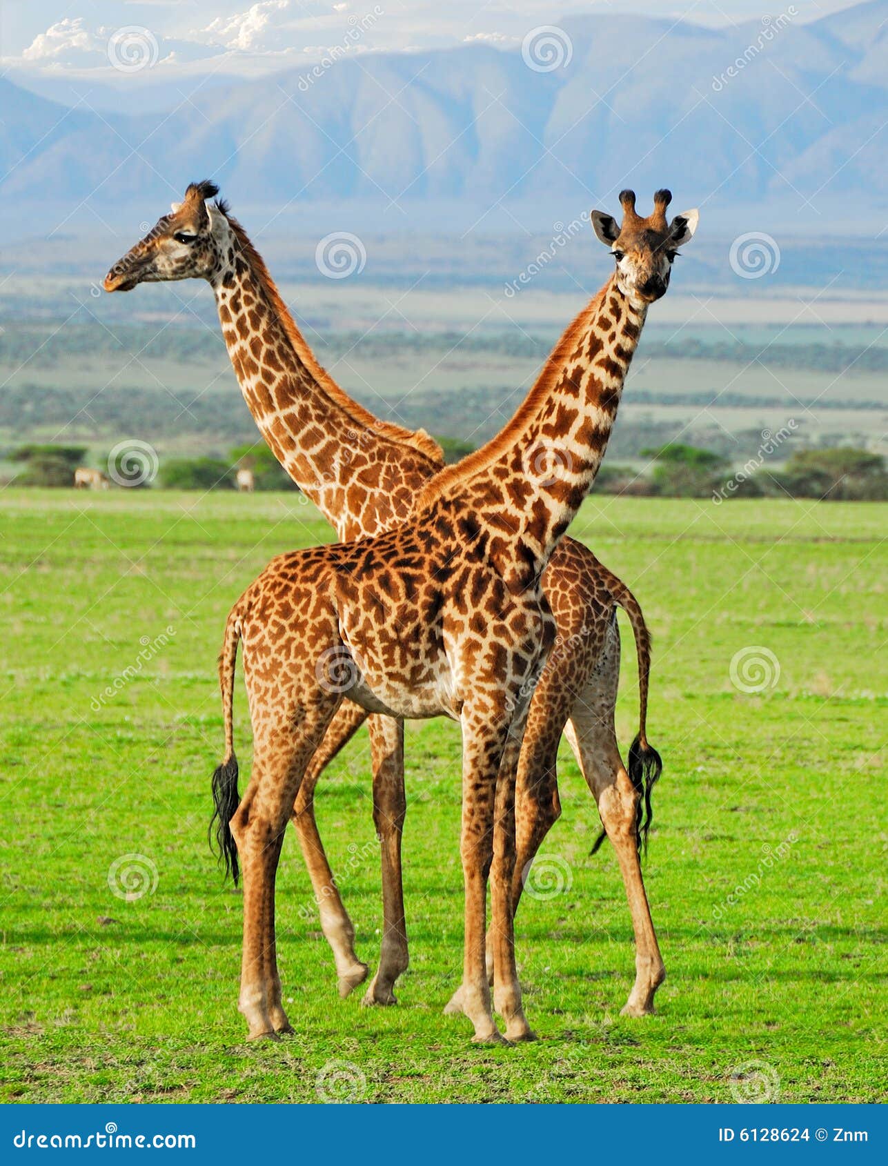 Two giraffes stock photo. Image of warm, tanzania, solar - 6128624