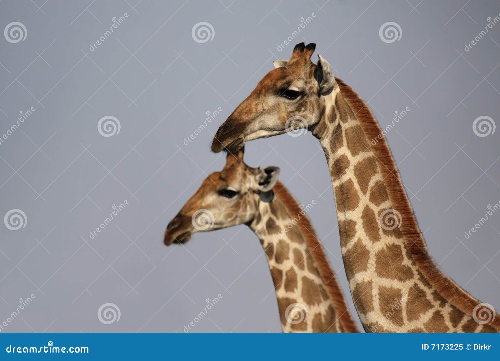 Two Giraffes stock image. Image of etosha, steppe, couple - 7173225