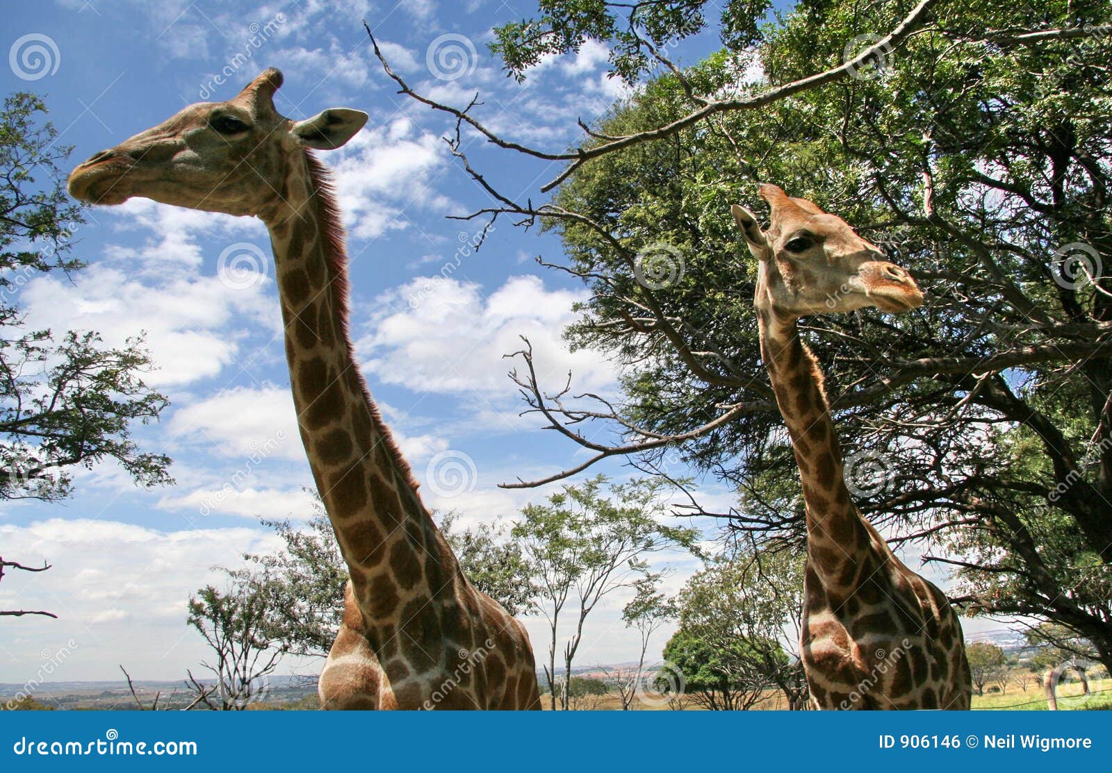 Two Giraffes stock photo. Image of spotted, stretch, high - 906146