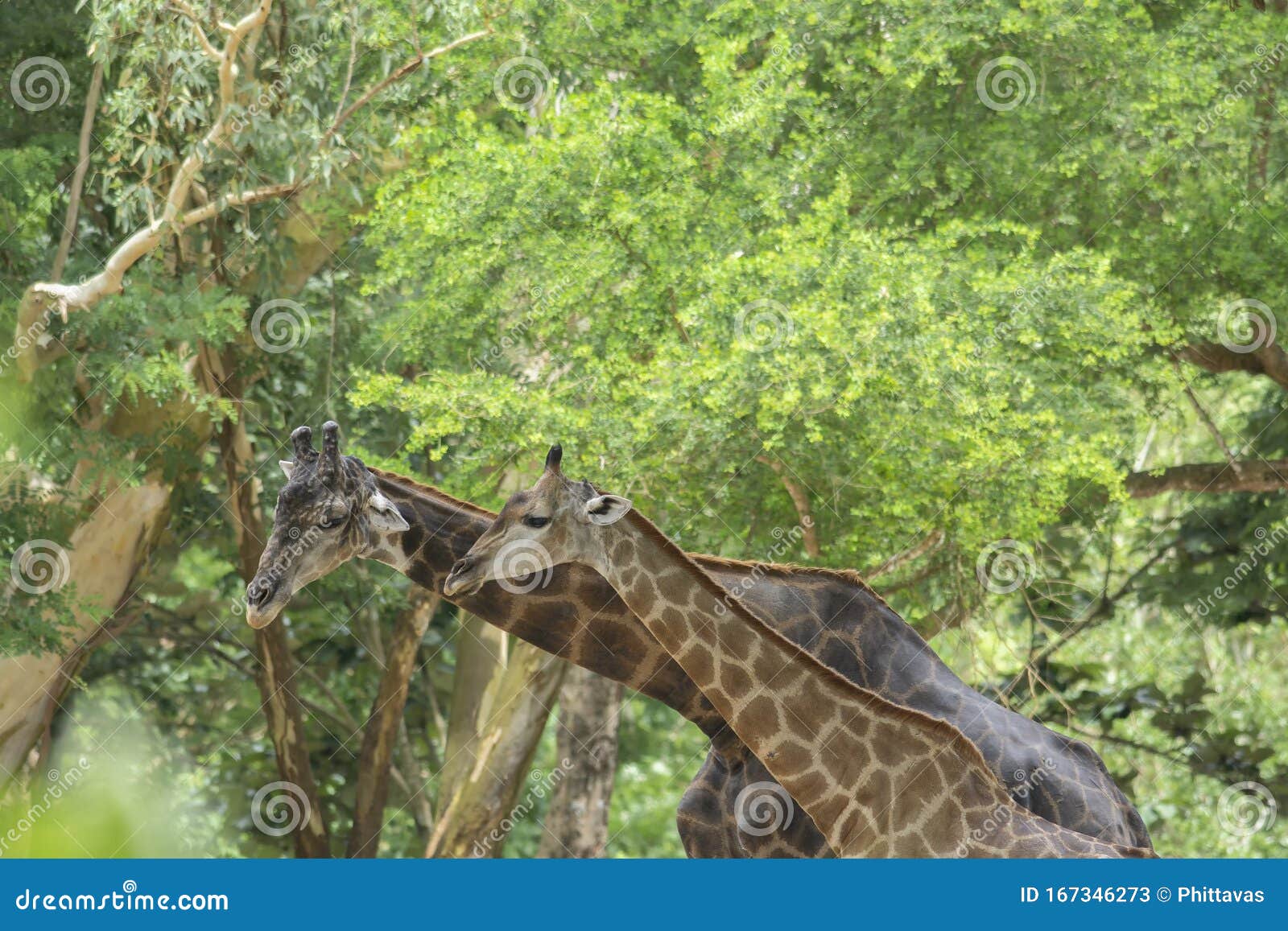 Juvenile Giraffe Hap Cichlid, Nimbochromis Venustus, Endemic To Lake ...
