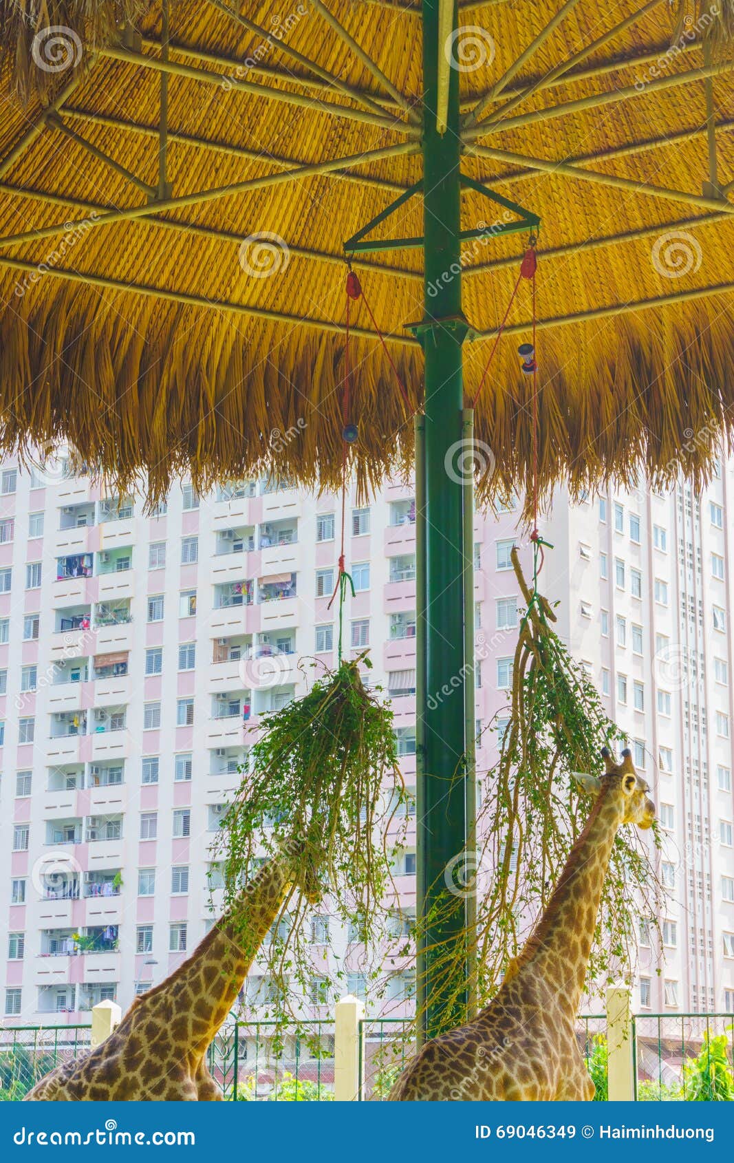 Two Giraffes Against Backdrop of the Building Stock Image - Image of ...