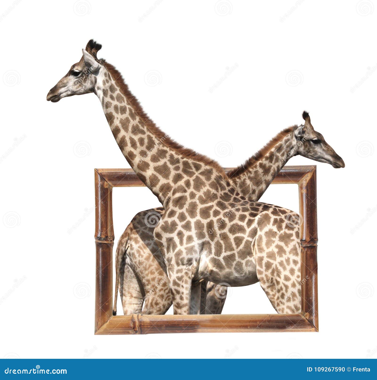 Two Giraffes in Bamboo Frame with 3d Effect Stock Photo - Image of ...