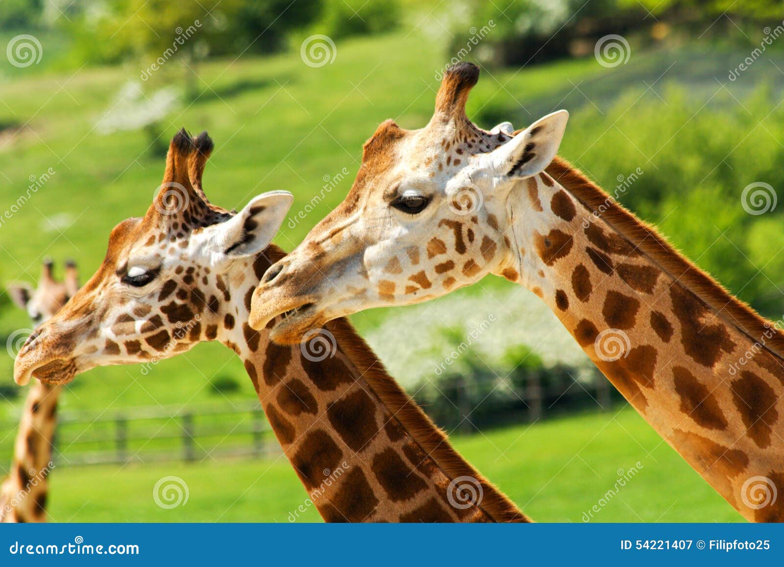 Two giraffes stock image. Image of looking, level, rothschildi - 54221407
