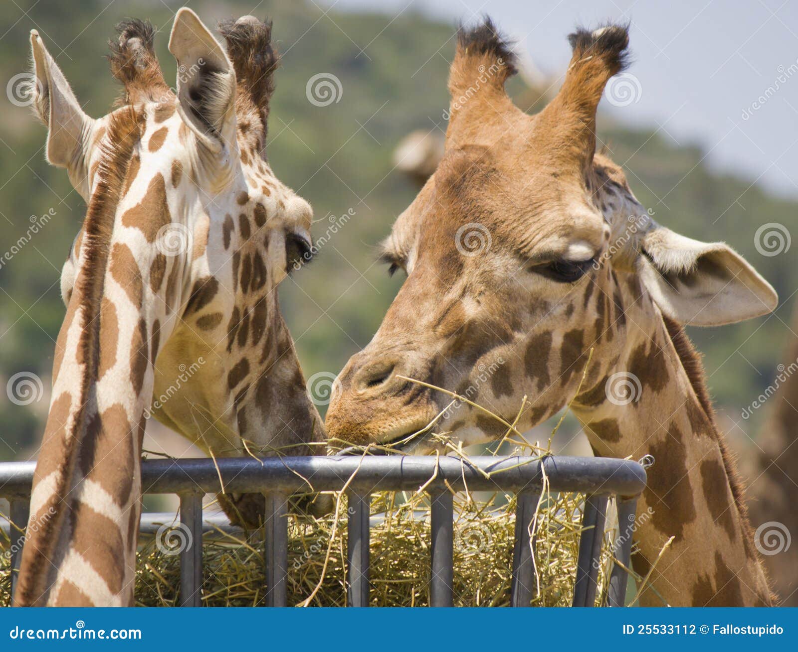 Two giraffes eat hay stock photo. Image of park, wildlife - 25533112