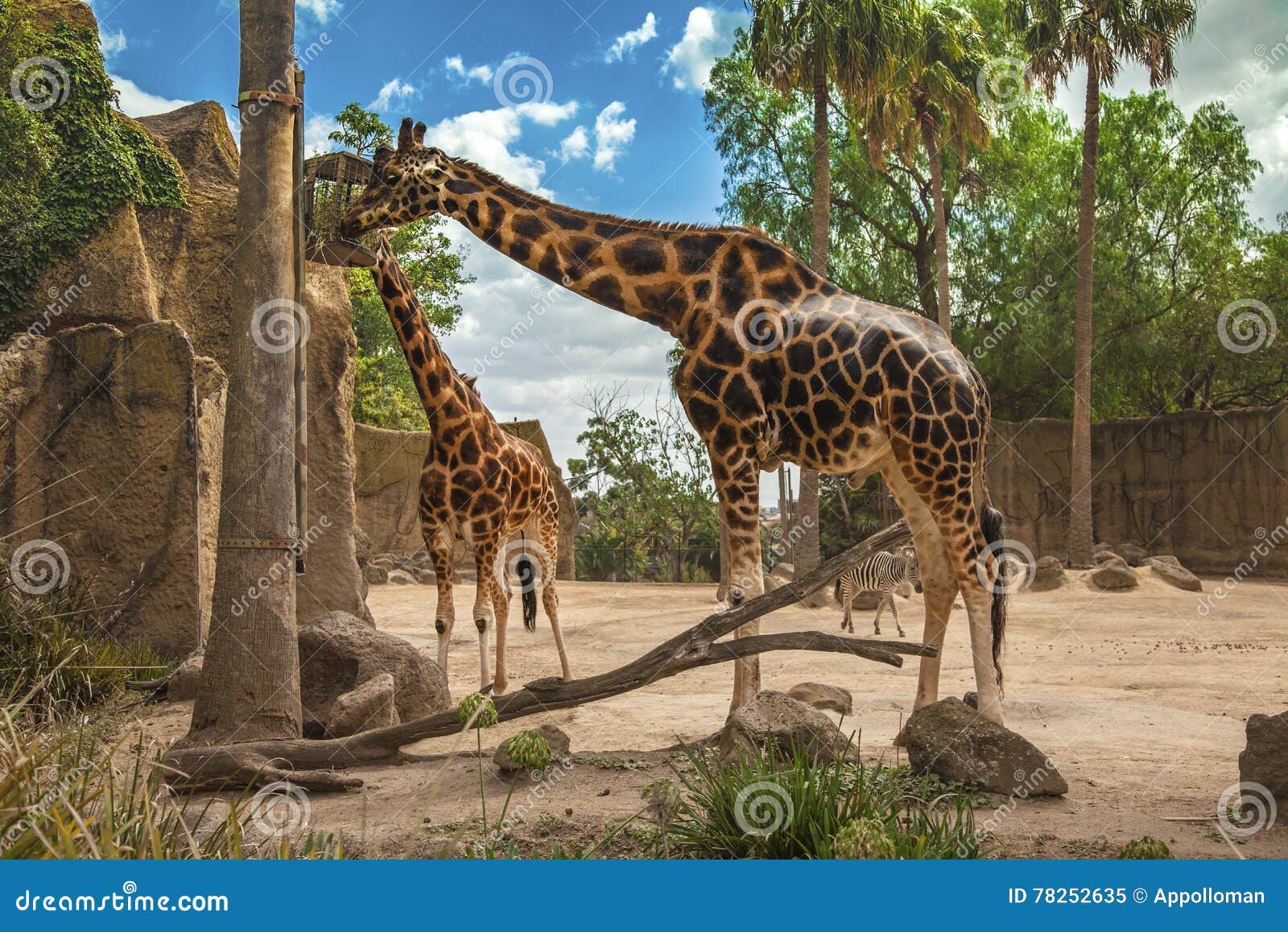 Two giraffes eat stock image. Image of family, tree, zebra - 78252635