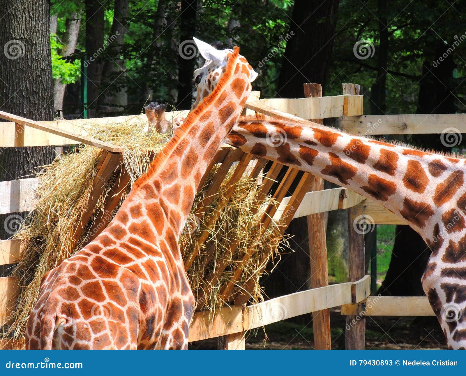 Two giraffes feeding stock image. Image of animal, pattern - 79430893