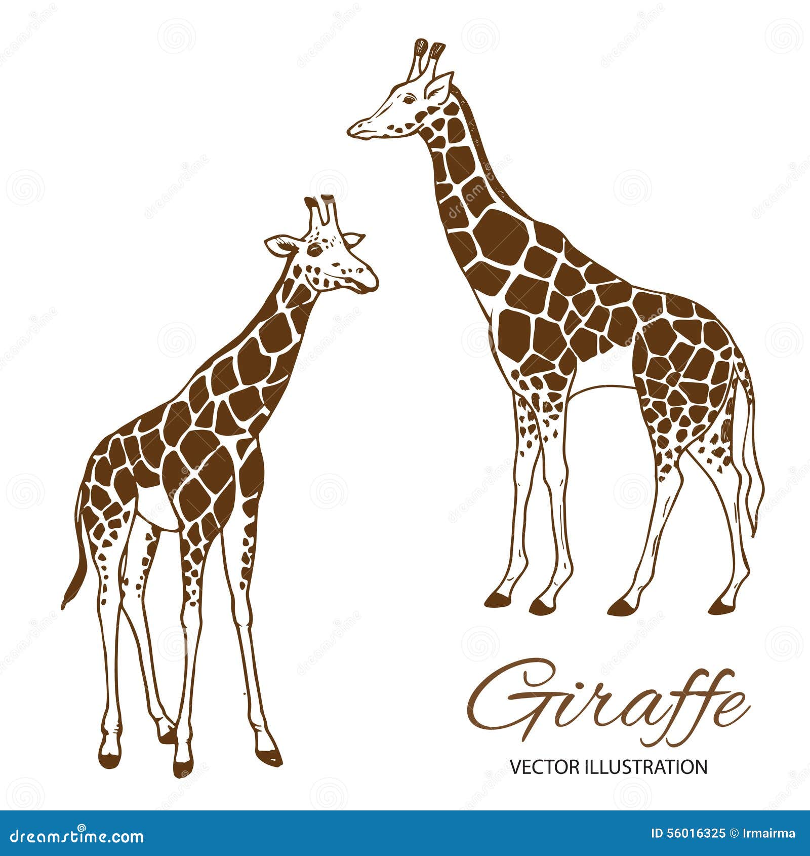 Two Giraffes Hand Drawn Vector Illustration Stock Vector - Illustration ...