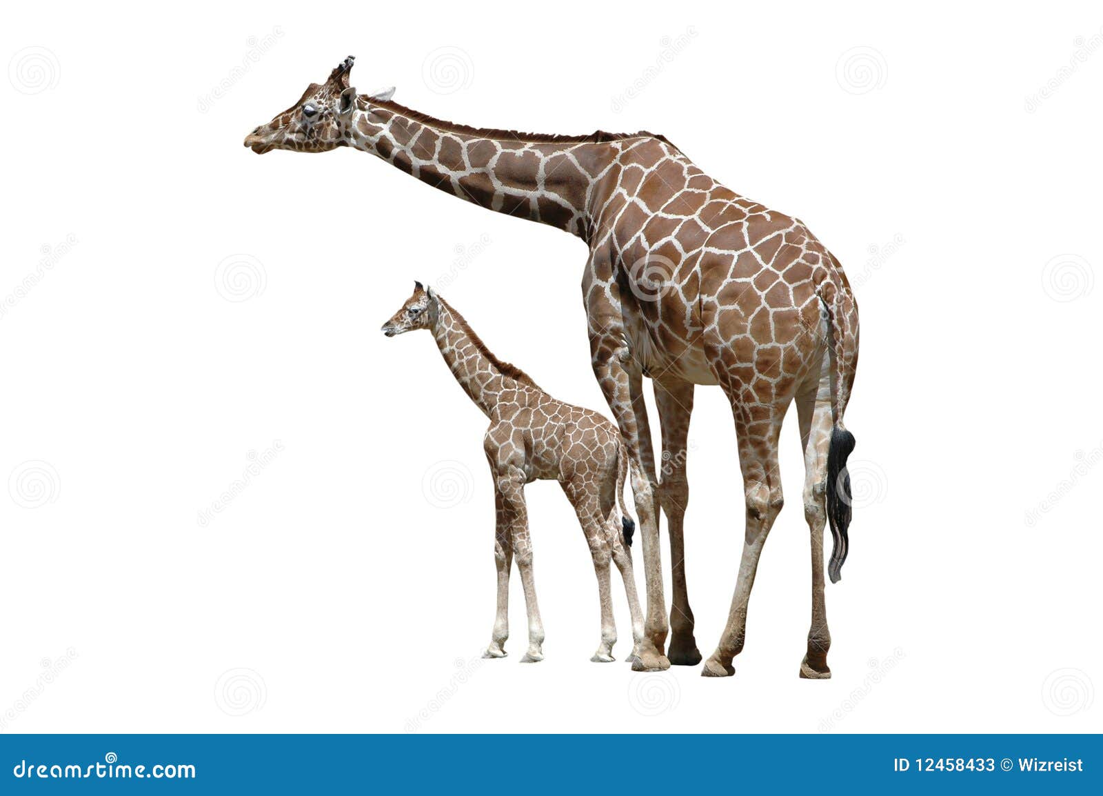 Two Giraffes Isolated on White Stock Image - Image of white, standing ...