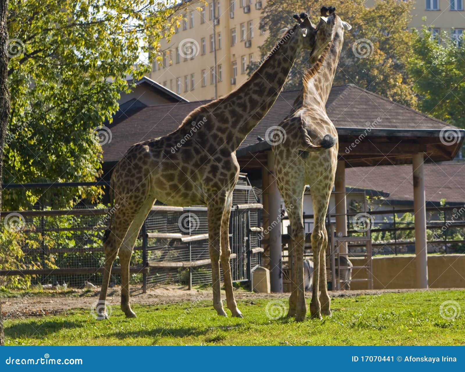 Two giraffes kissing stock image. Image of giraffe, tropical - 17070441